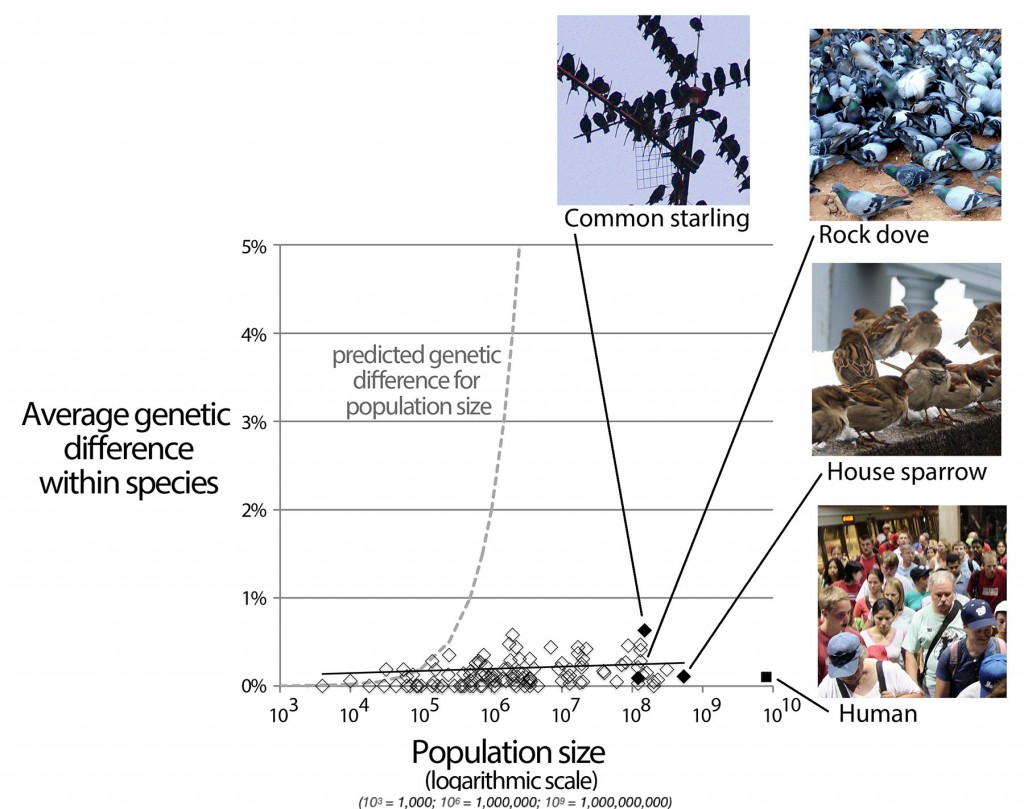 DNA reveals evolution’s secrets; humans, like most species, show tiny ...