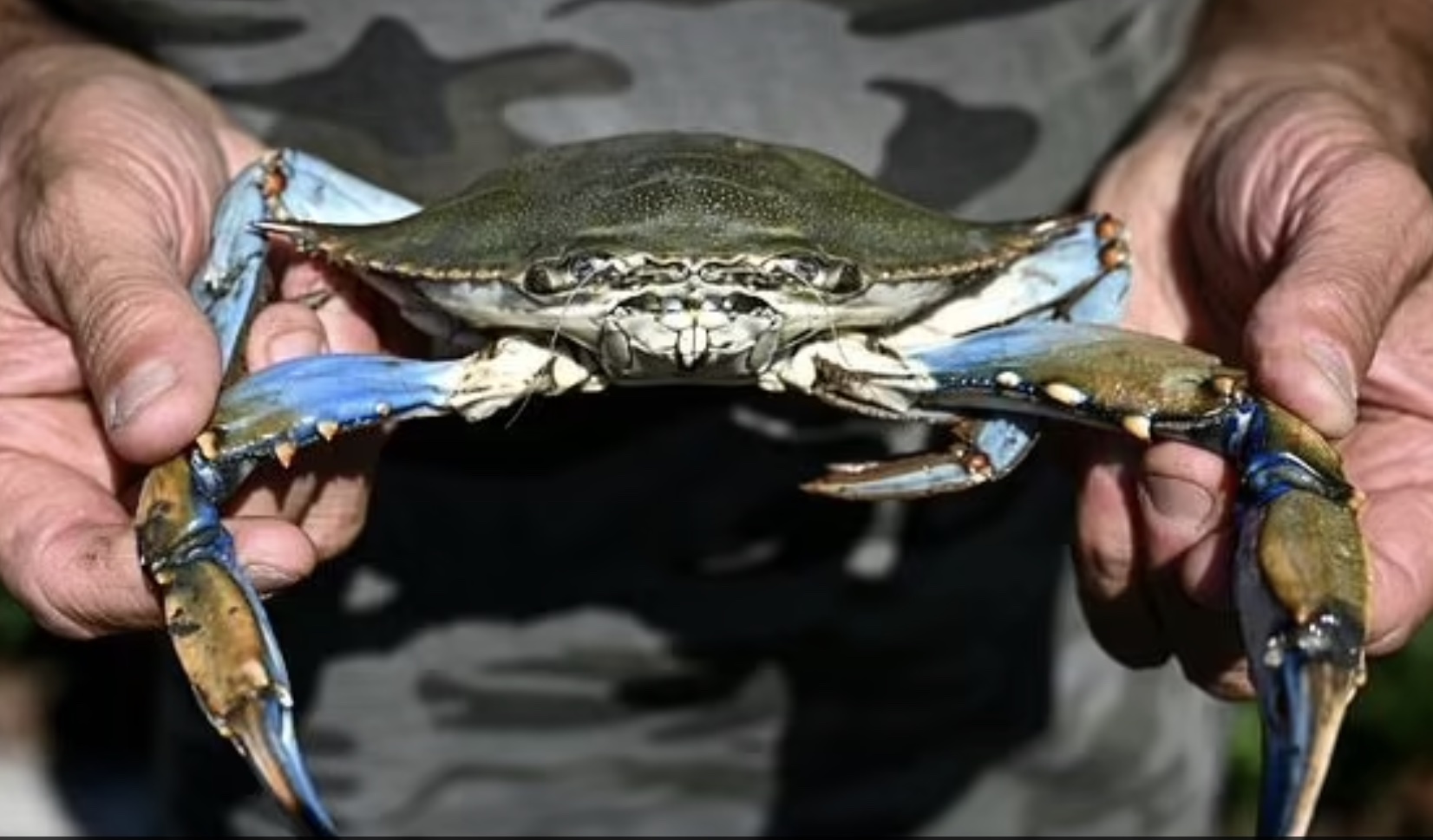 Invasive Alien Species: Major Global Threats to Nature, Economies, Food ...